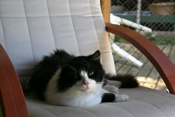 KATTEHERBERGET: Fine katter