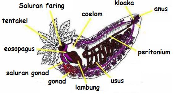 Echinodermata | Bukan Sekedar Materi