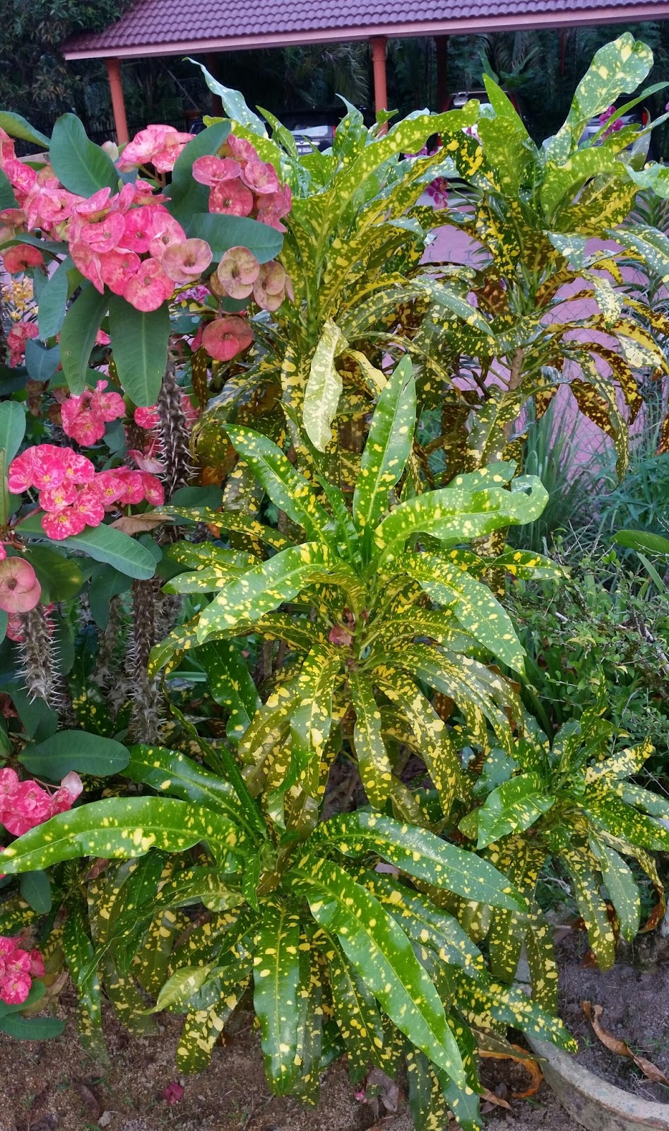 Warisan Petani: Pokok Puding.