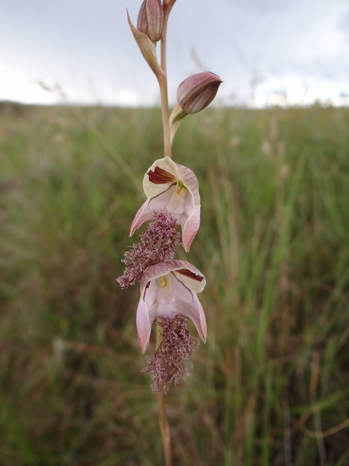 Caerulean Skies: August 2013