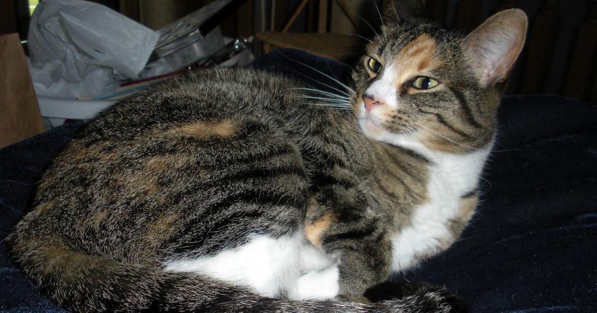 Catladyland: Cats are Funny: Gallery of Cat Stink-Eye