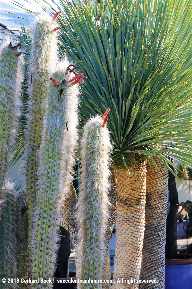 Annual pilgrimage to Poot's Cactus Nursery (part 1)