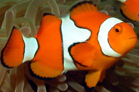 EL BAÚL DE LAS CIENCIAS NATURALES: SUBTEMA N°1