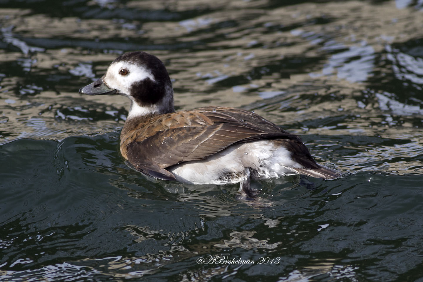 Ann Brokelman Photography: Long-tailed Ducks - Burlington Bridge Jan 12 ...