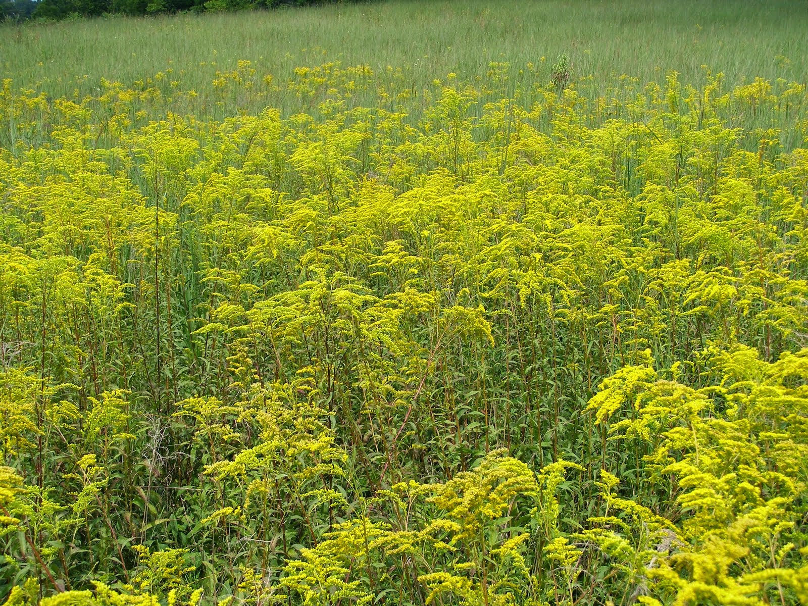 My Carolina Yard: Goldenrod or Ragweed Causing Your Allergies