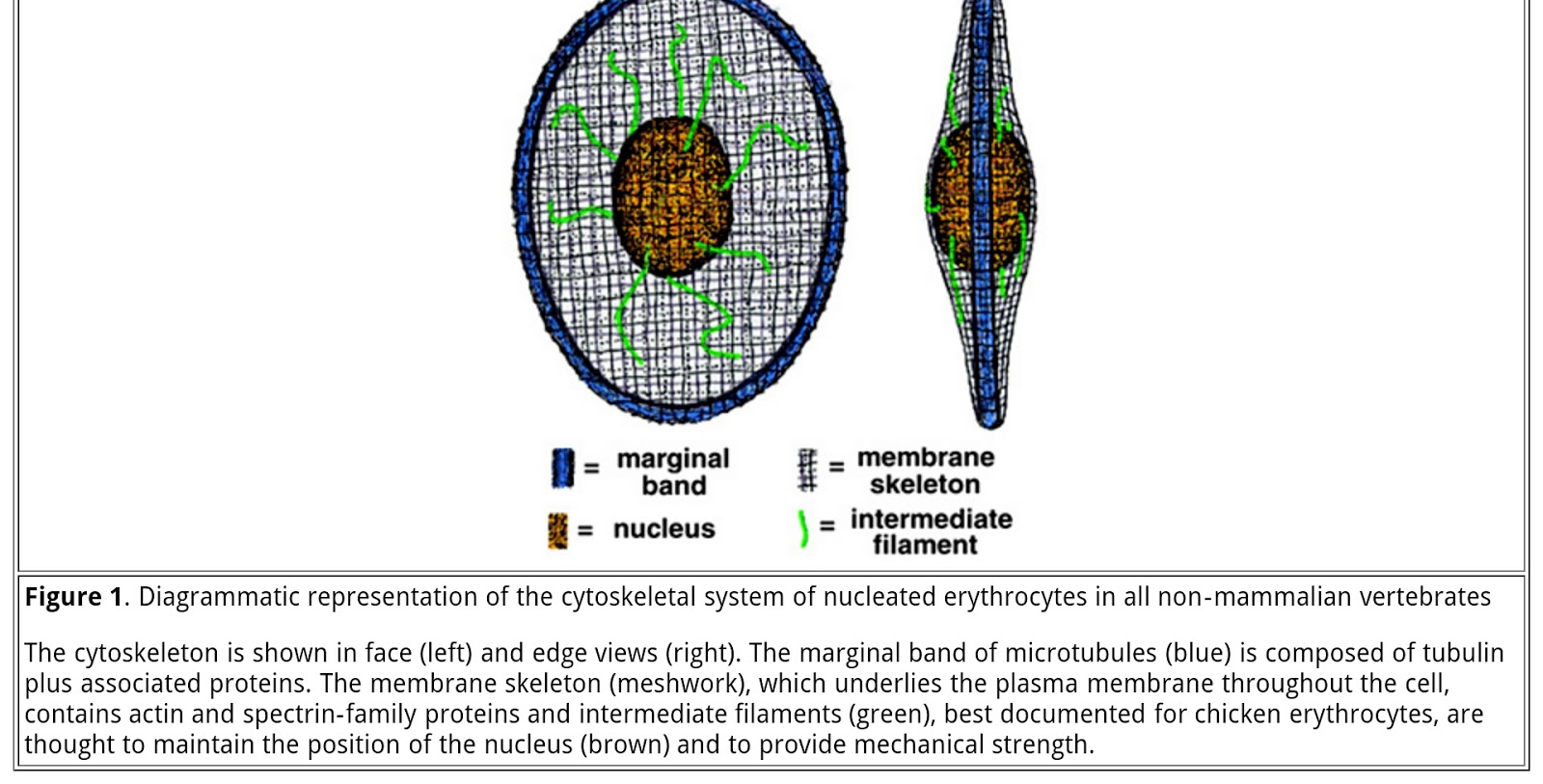 Electric Galaxy: Living Galaxy Cell Theory