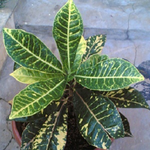Tanaman Puring (Codiaeum variegatum) - Ganesha Flora Bali