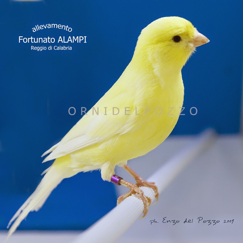 Canarini, gli accoppiamenti consigliati