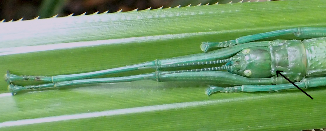 BunyipCo: The Peppermint Stick-Insect