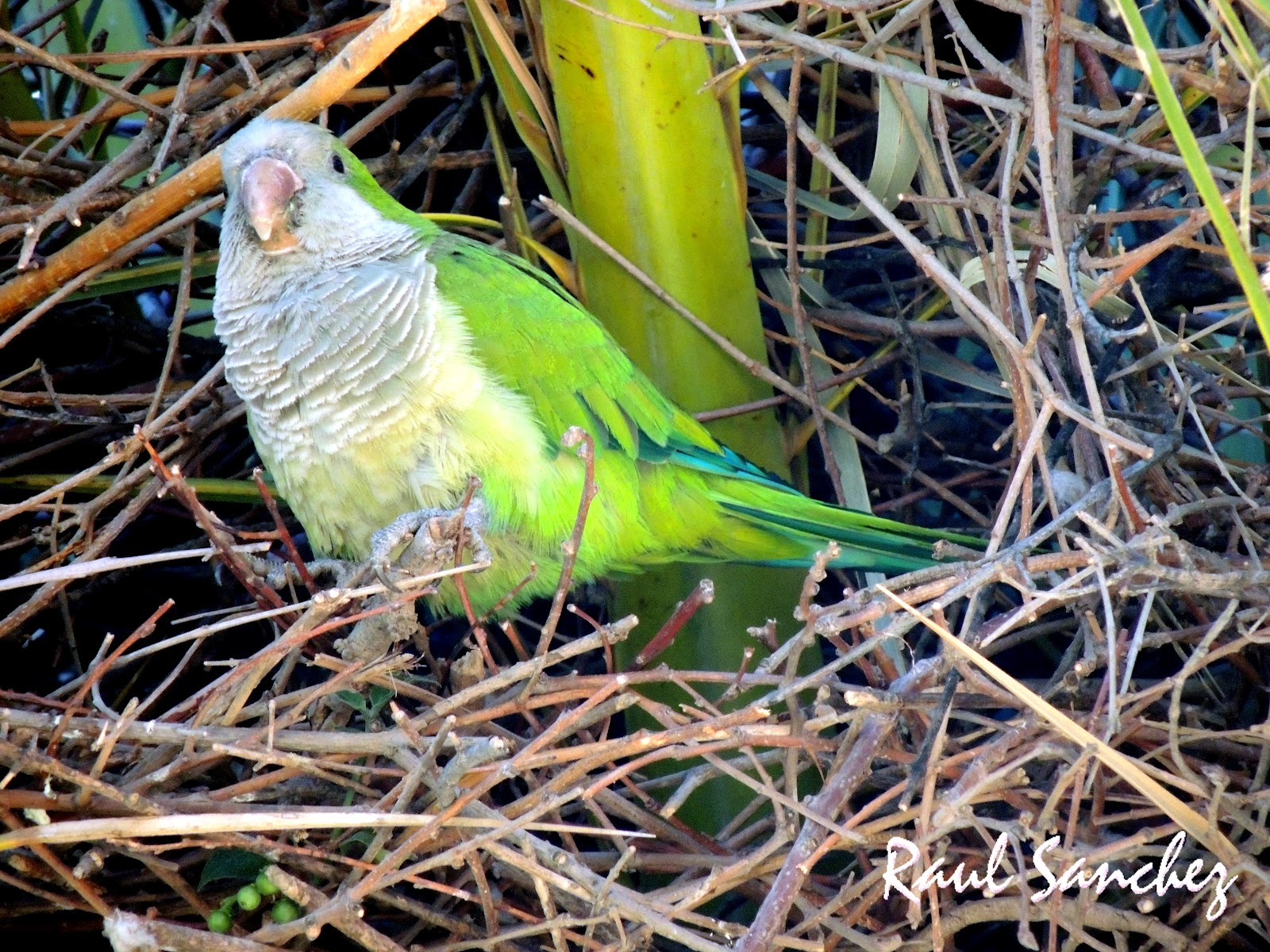 Naturaleza Viva : Cotorra Argentina (Myiopsitta monachus)