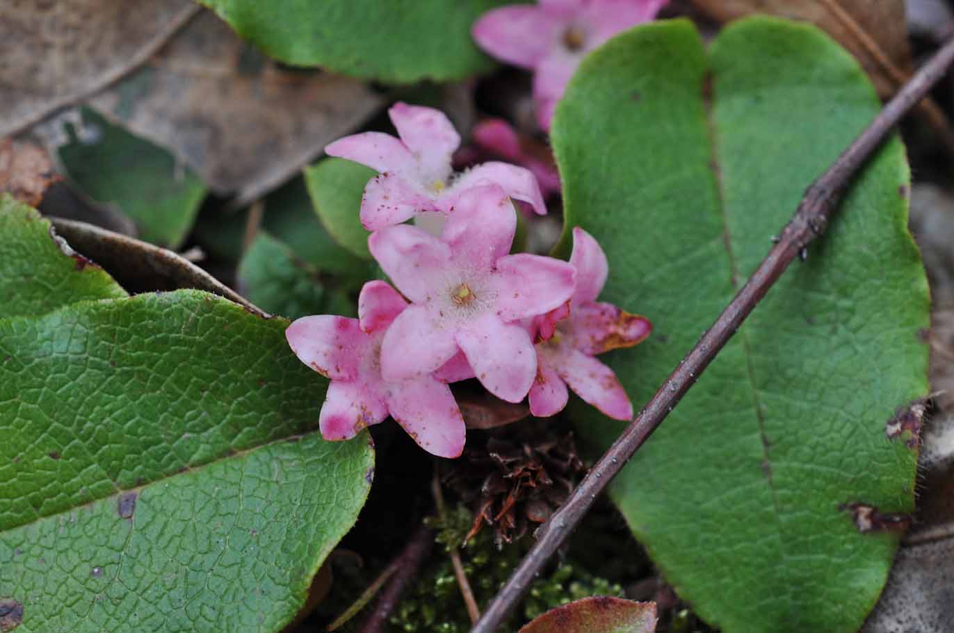 Spring Flowers: Trailing Arbutus