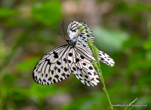 The Forested Path (and Beyond): BUTTERFLIES of RAUB: The Malayan Tree ...