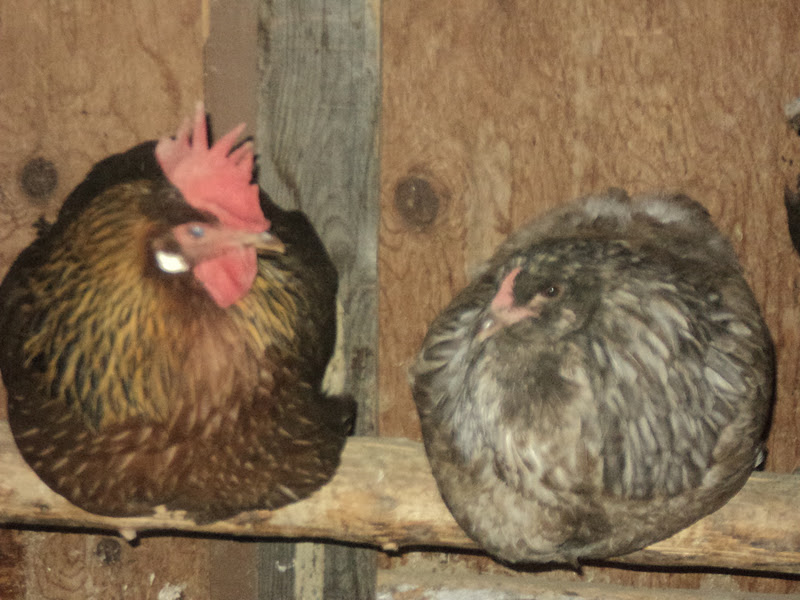 A crown of Jewels: Frostbite on chicken's combs ~ Rooster black comb