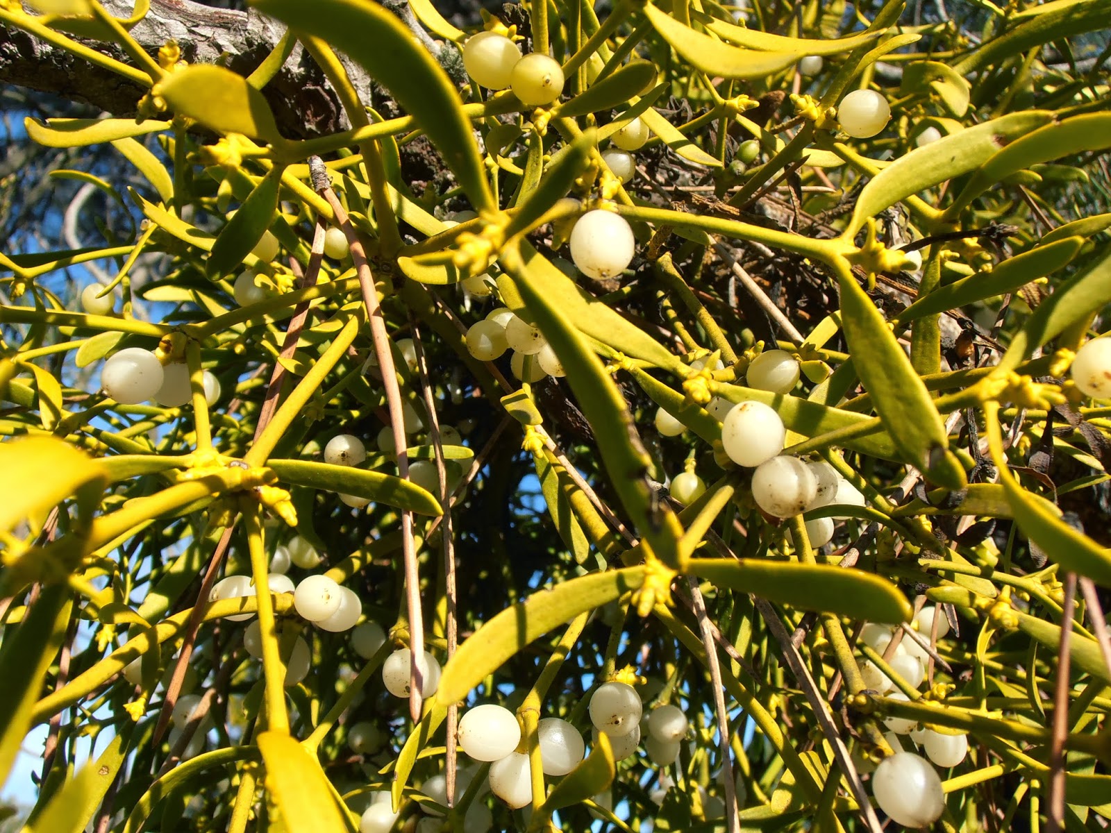 MUÉRDAGO: Viscum album | Plantas rioMoros