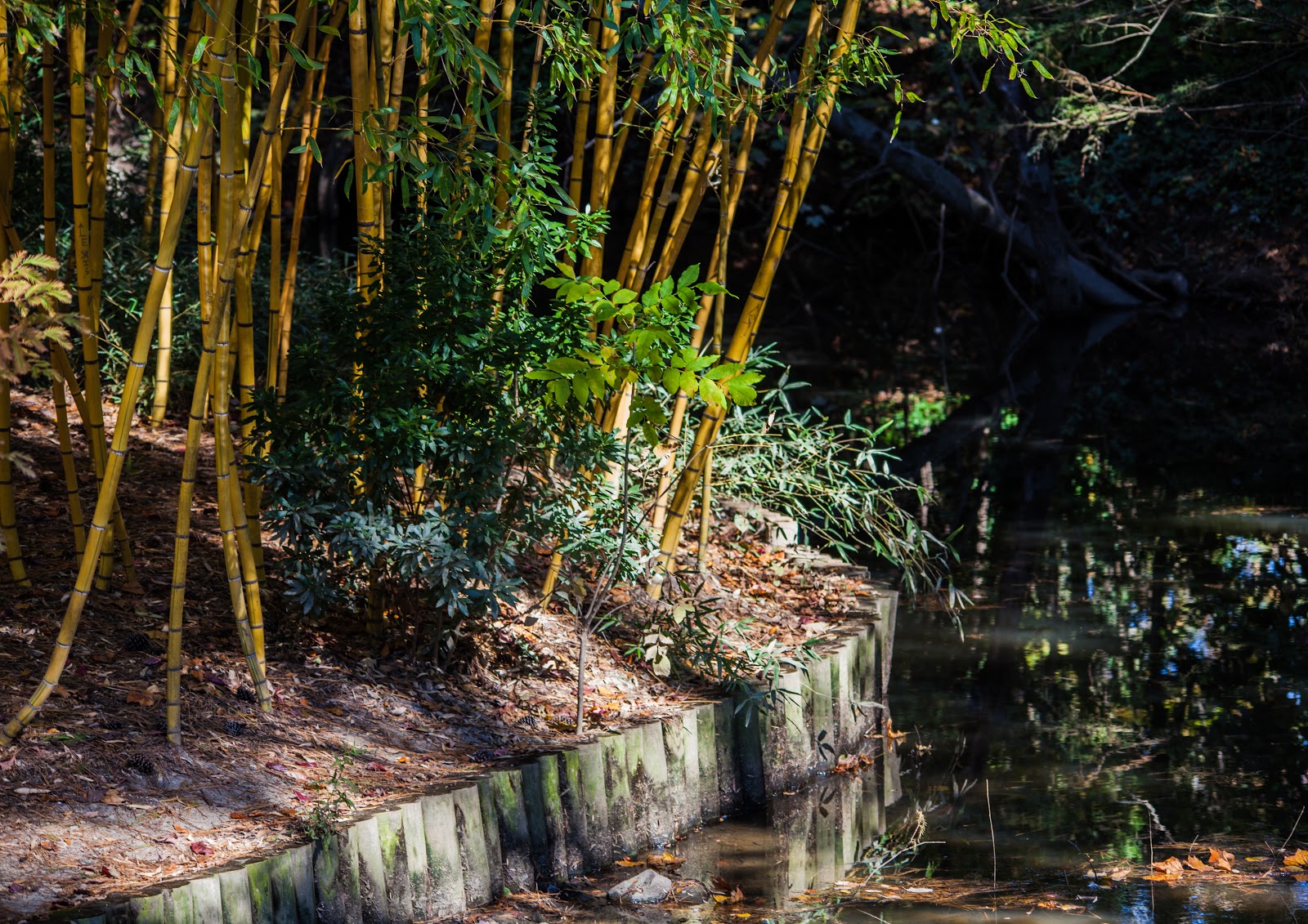 Walking Arizona: Bamboo
