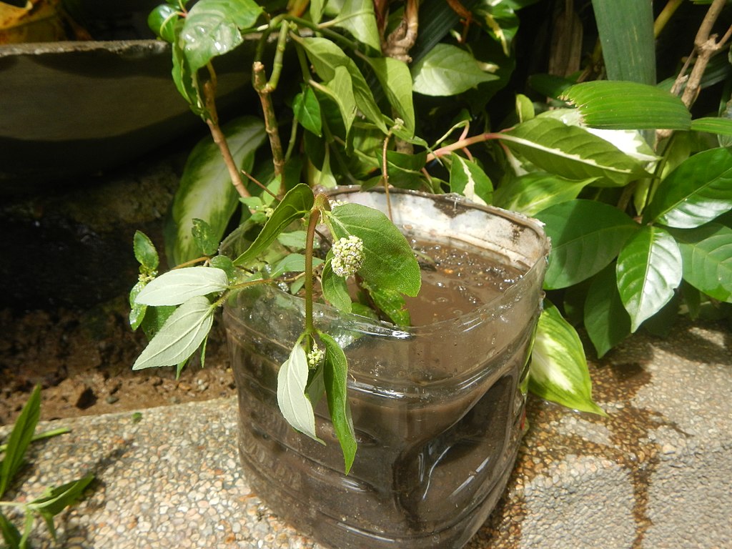 Grow and care Grammatophyllum scriptum orchid - The Written ...