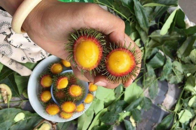 Mùa trái cây rừng ở Tây Nguyên lên ngôi - Trái cây Dũng mập