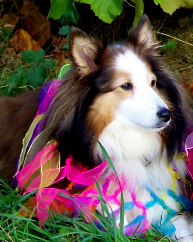 In which Hallowe'en is the best time of year: outfits on dogs and goats!