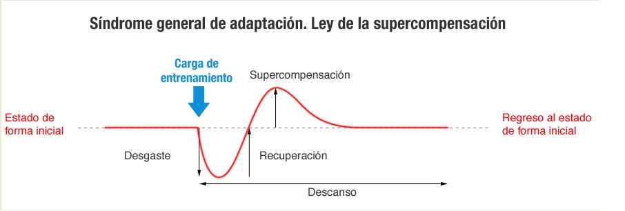 Supercompensación | Portal de Educación Física