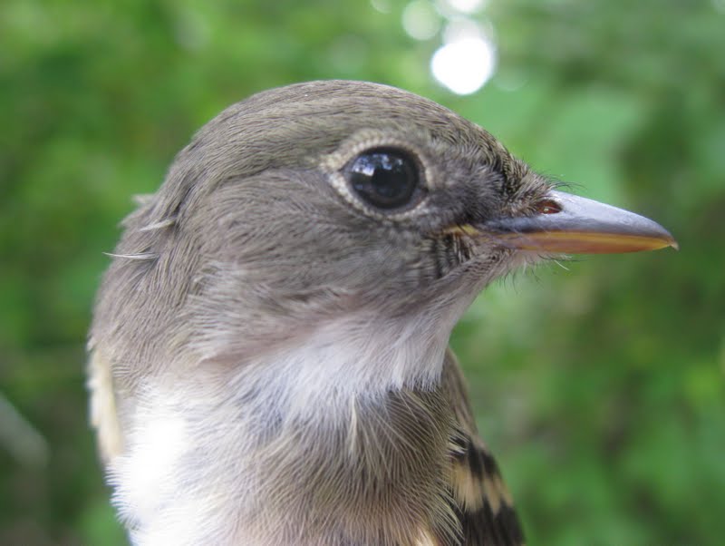 Cape Cod Bander: End of July and Fall migration