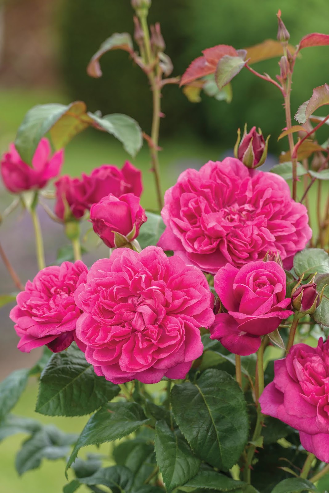 5 tips for growing 3 new fragrant David Austin Roses in your garden ...