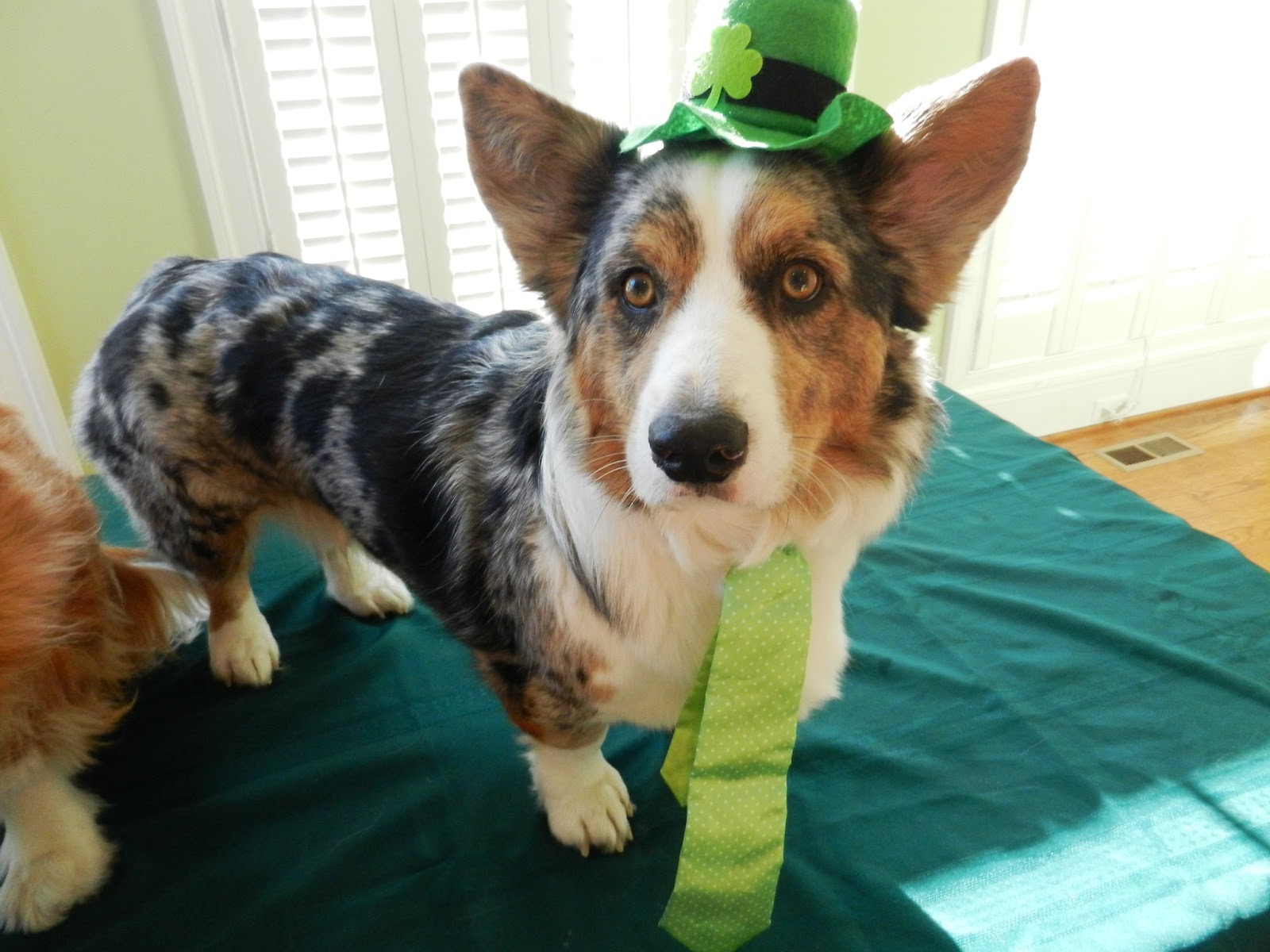 The Chronicles of Cardigan: A Corgi Limerick for Ye: Out-of-Retirement ...