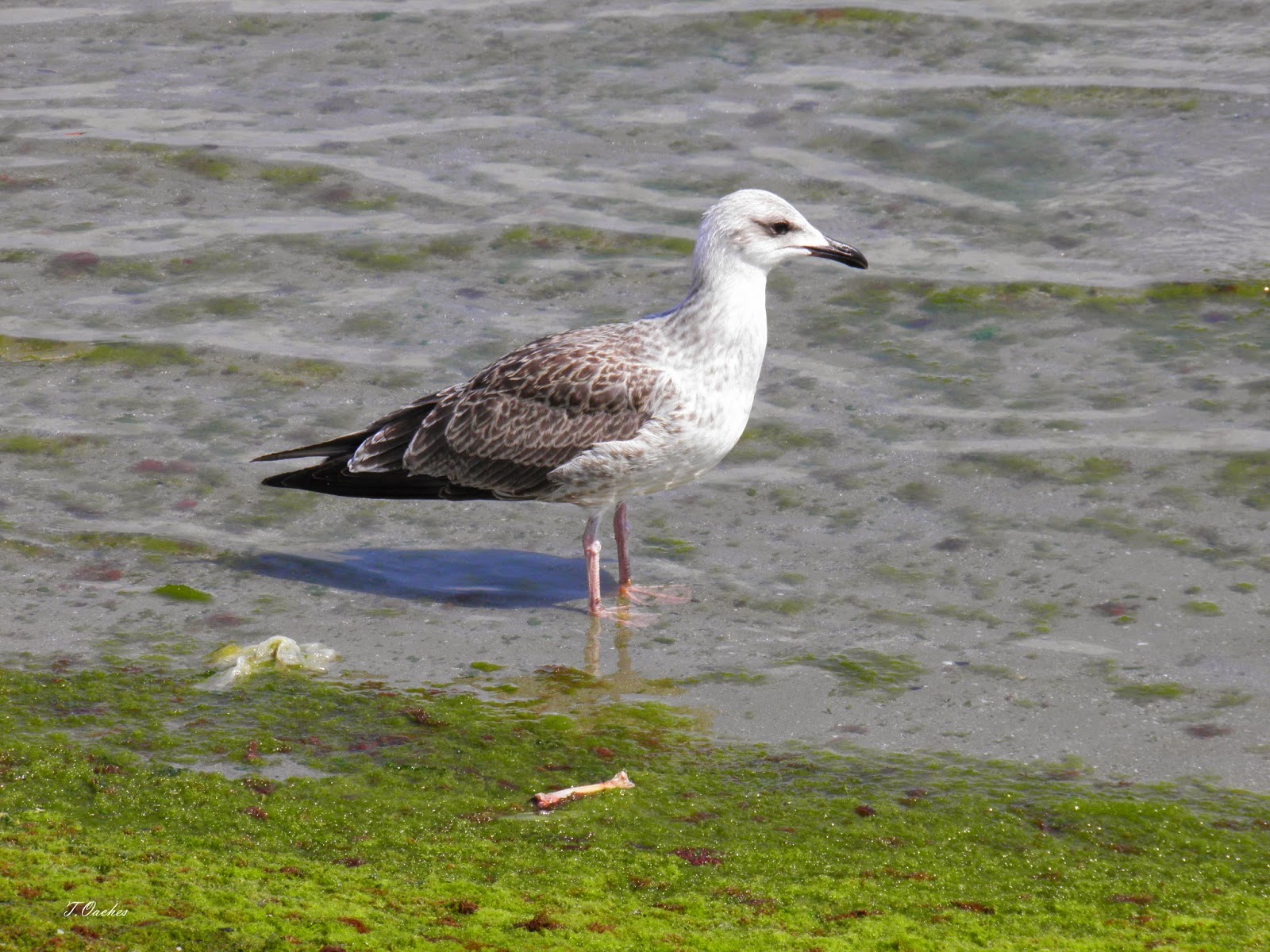 PASARI DIN ROMANIA: PESCARUS CU PICIOARE GALBENE, Larus michahellis