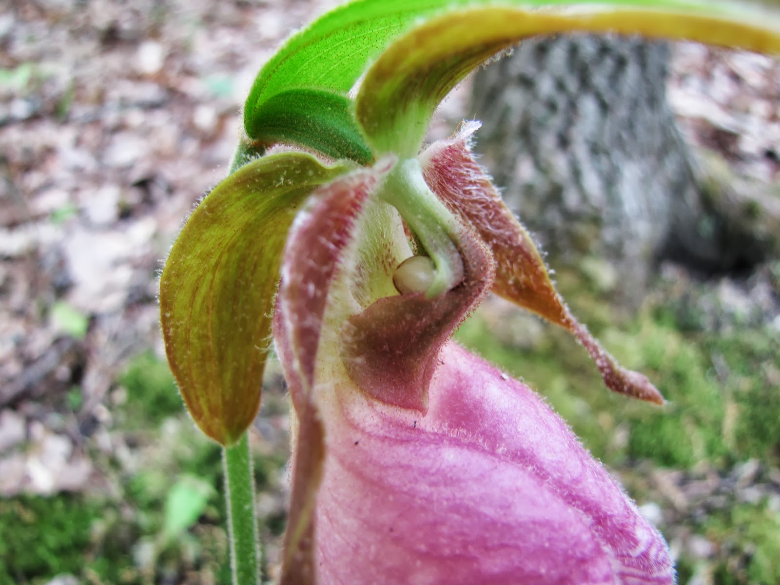 Appalachian Heartbeat: The Lady Slipper: Spring's Beautiful Maidens