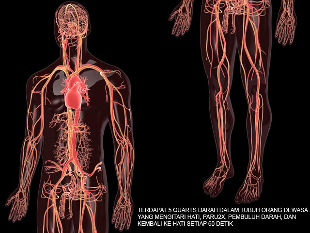 Jaringan Tubuh - Perumperindo.co.id