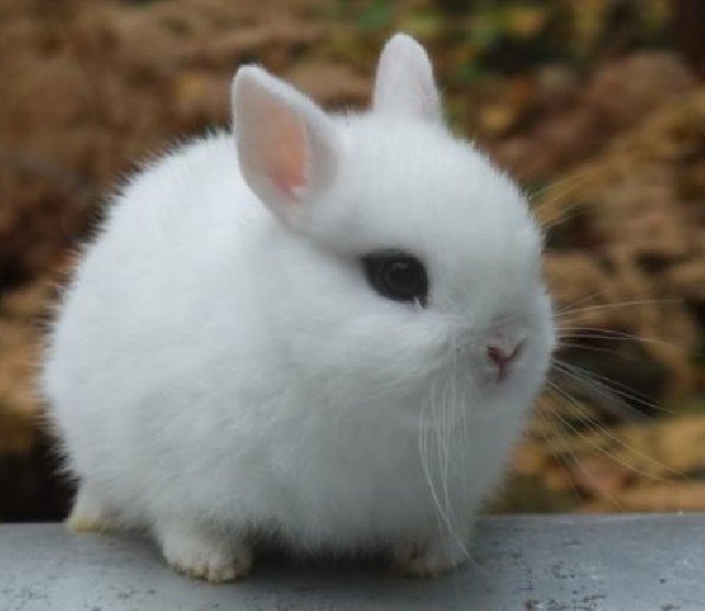 MEU PET: MINI COELHO