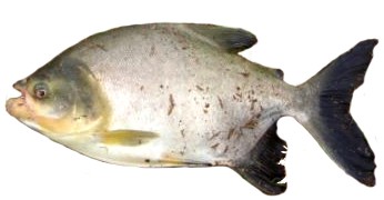 TAMBACU (Colossoma macropomum [F]+Piaractus mesopotamicus [M])