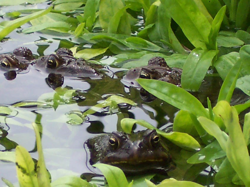 Aquascape Your Landscape: Froggy Friday