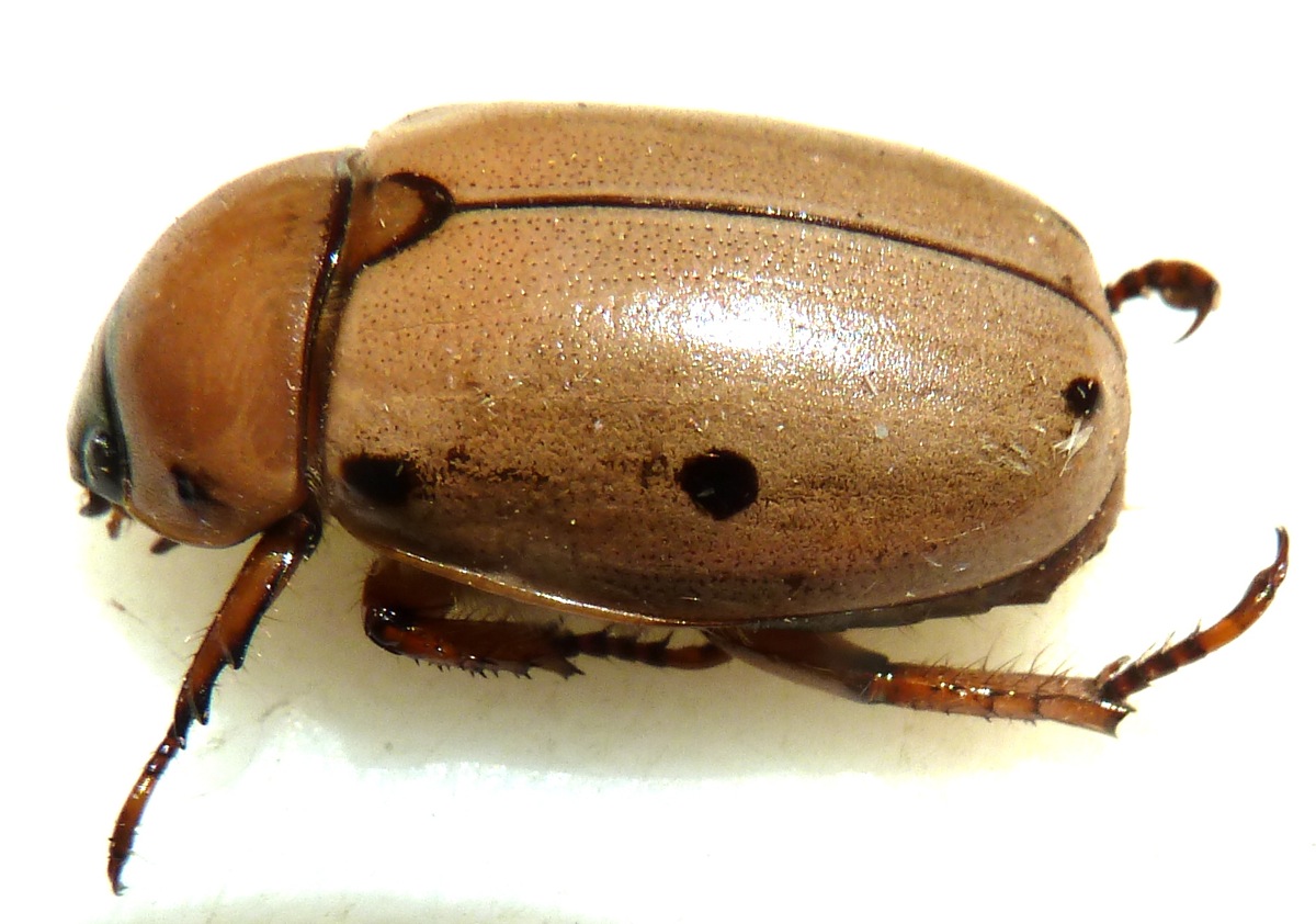 Springfield Plateau: Grapevine Beetle