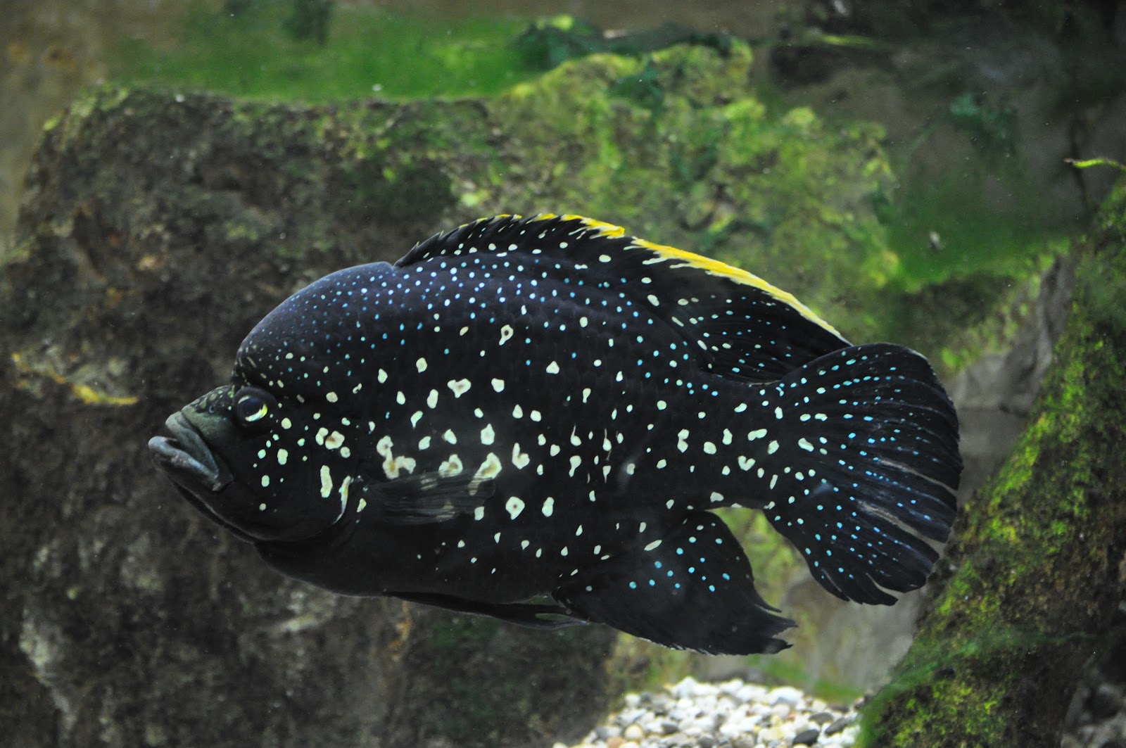 ZOOTOGRAFIANDO (MI COLECCIÓN DE FOTOS DE ANIMALES): CÍCLIDO DE ...