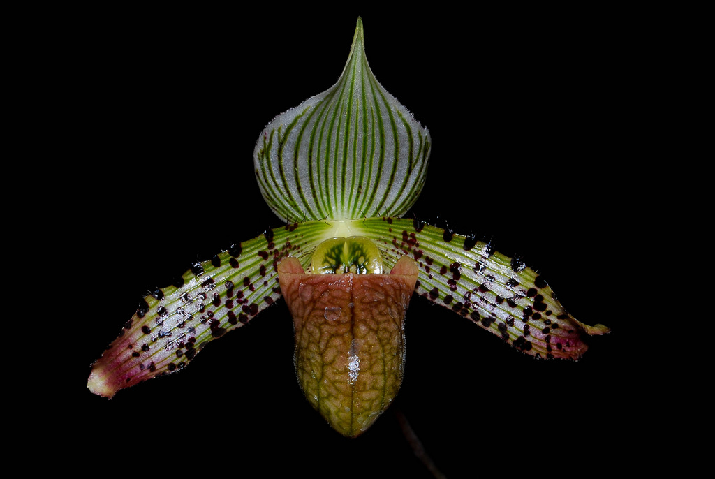 Paphiopedilum argus orchid plant care and culture | Travaldo's blog