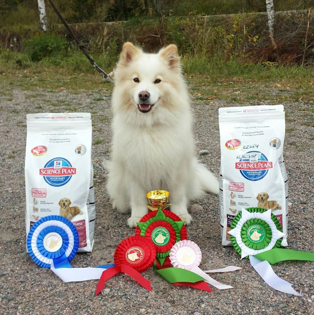 Hengenheimon suomenlapinkoirat: Lappalaiskoirien syyserikoisnäyttely 4. ...