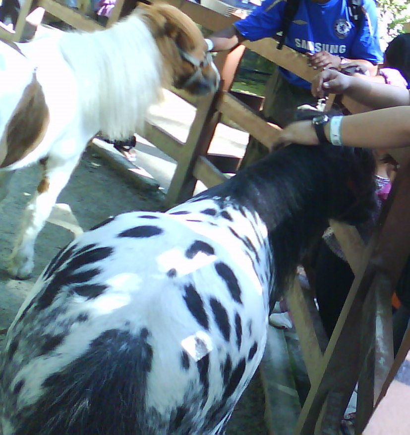 Jalan - jalan di Zoo Negara | MYLIFEMYPRIMARYPLAN