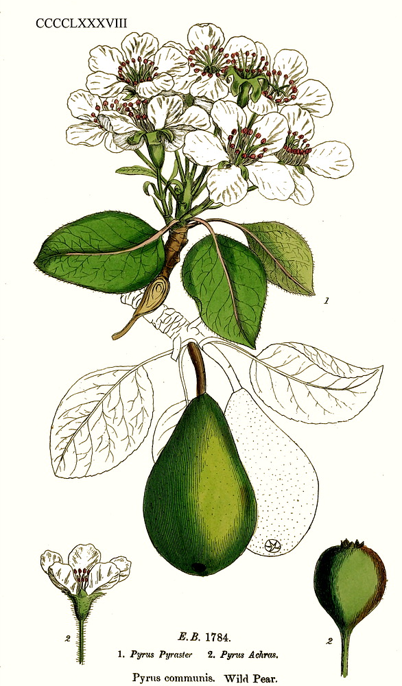 Le biotope du poirier