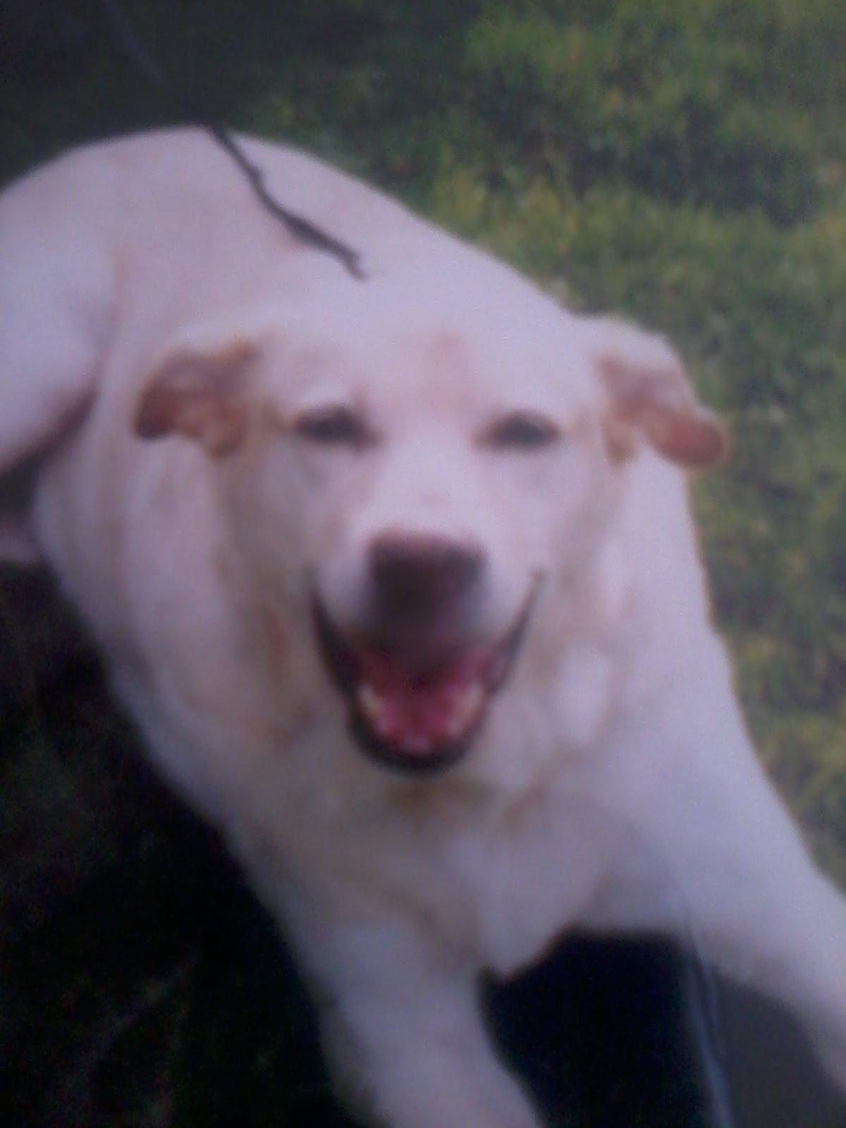 In Loving Memory of CMSgt (Ret.) Larry Lee Babb