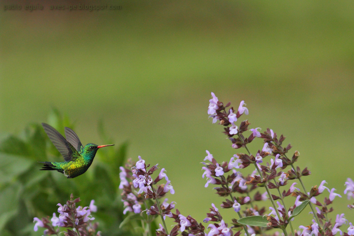 mis fotos de aves: Chlorostilbon lucidus Picaflor Verde Glittering ...