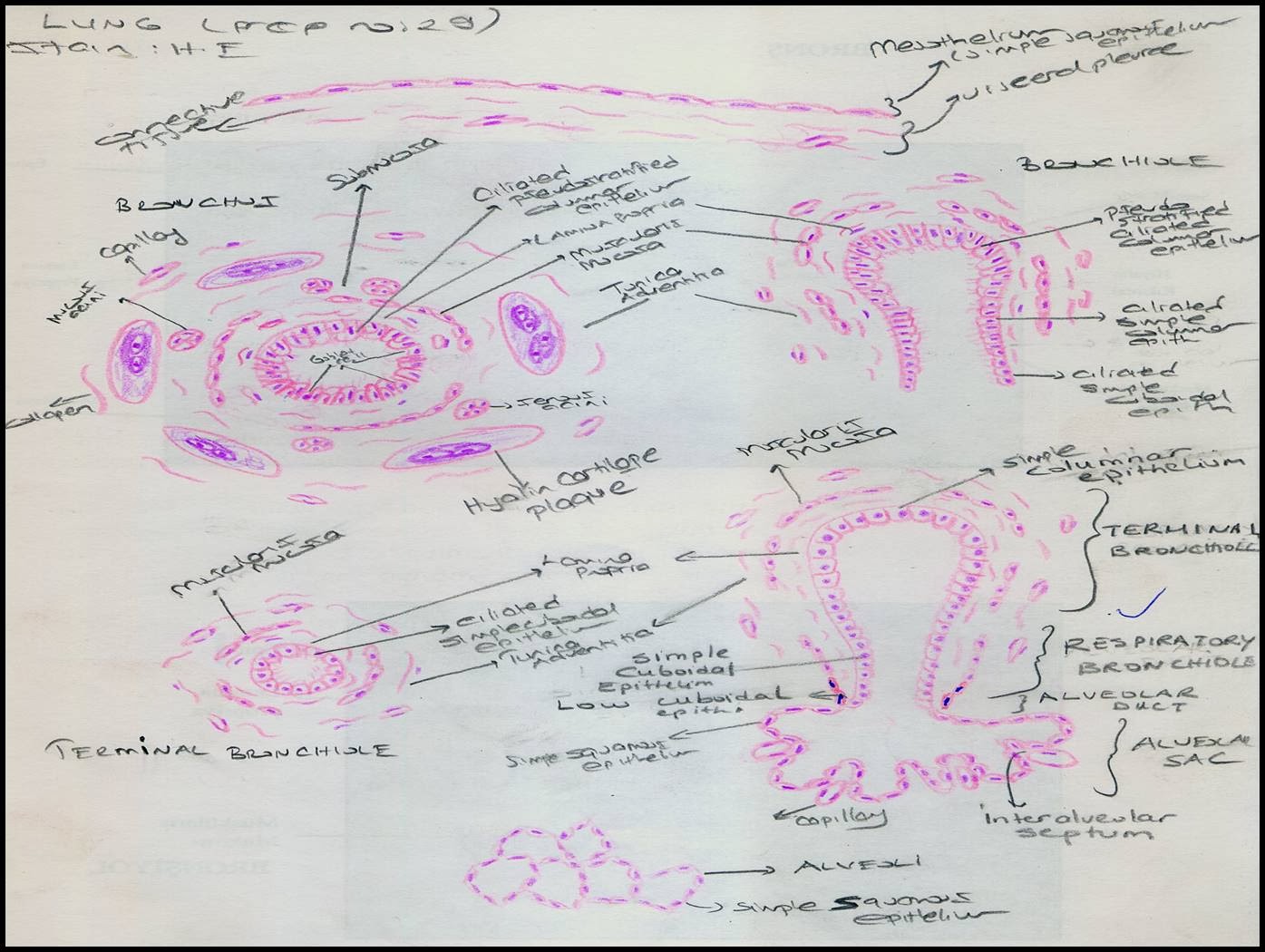 Respiratory System