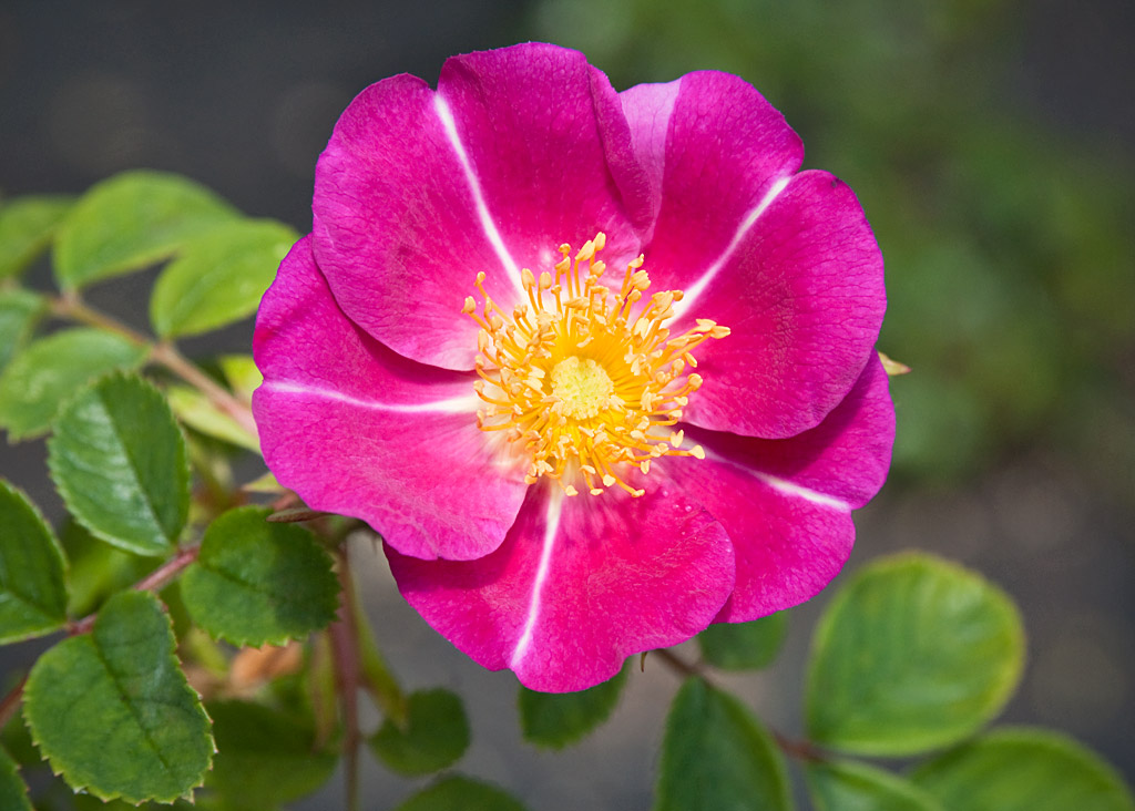 Paul Barden Roses: 220-09-02