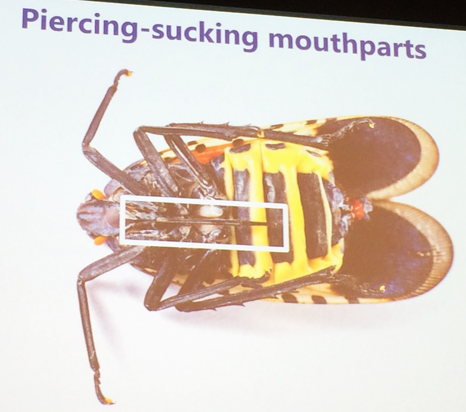 Digital Notebook: Getting Up to Speed on the Spotted Lanternfly