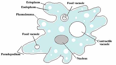 Biologeek: Filum Protozoa