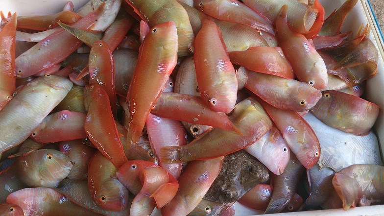 .: LA FIEBRE DEL RAÓN