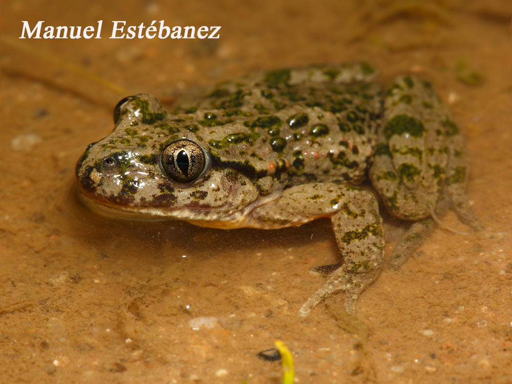 Miradas Cantábricas: Sapillo moteado común (Pelodytes punctatus), macho