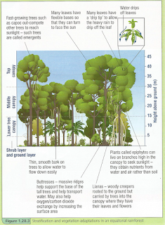 Weather and Climate: Equatorial Climates
