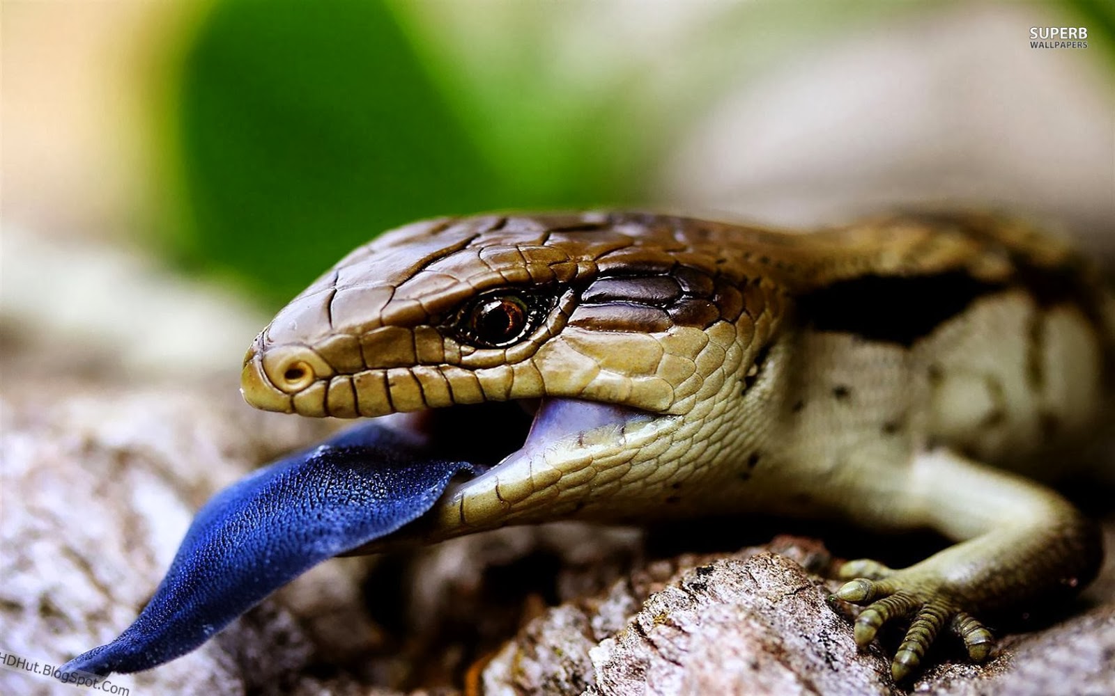 Top 25 Most Incredible Lizard Wallpapers In HD