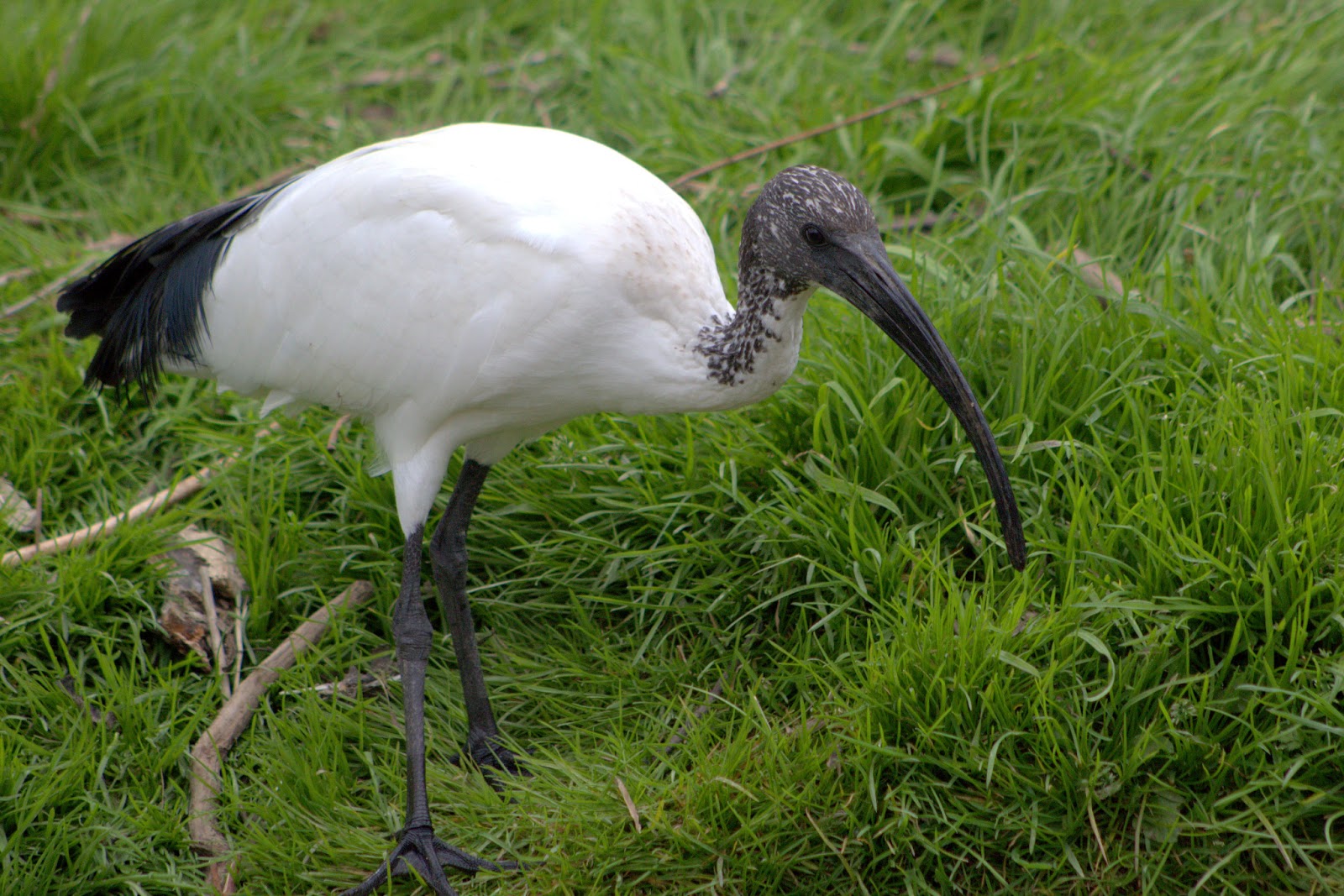Something About Everything: Napa Safari - Birds