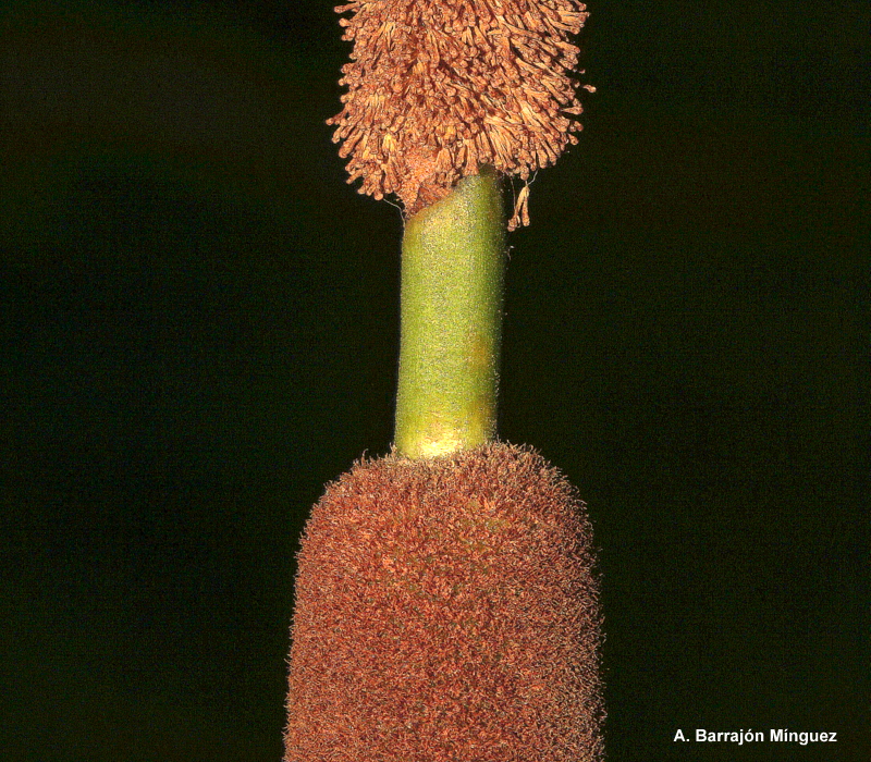 Naturaleza Viva: Typha domingensis Pers. Fam: Typhaceae